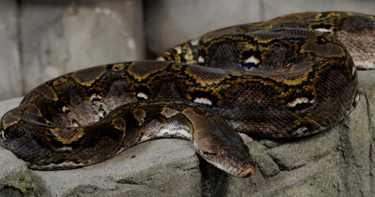 Netzpython im Adventure Zoo Emmen - WILDLANDS